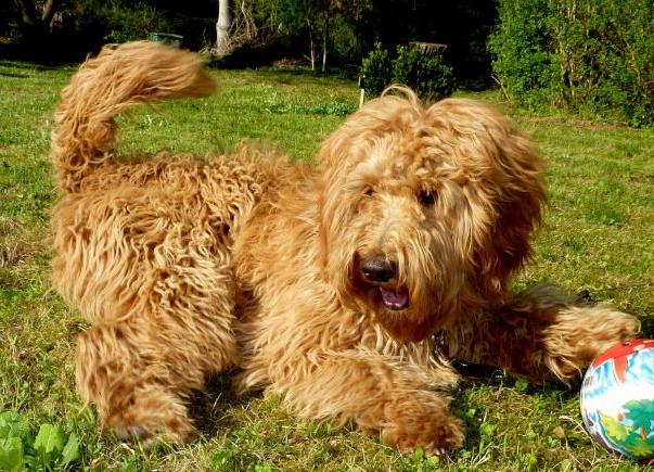 australian labradoodles österreich