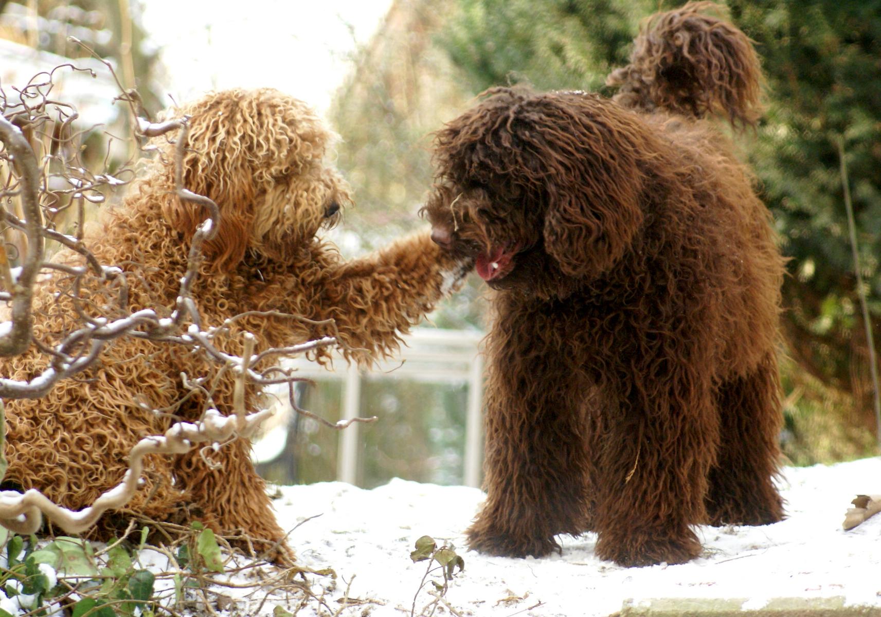australian labradoodles österreich